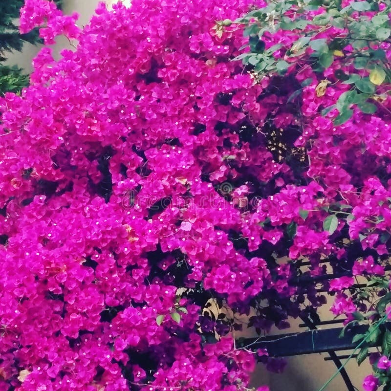 Nature colours stock photo. Image of nature, full, colours - 98498398