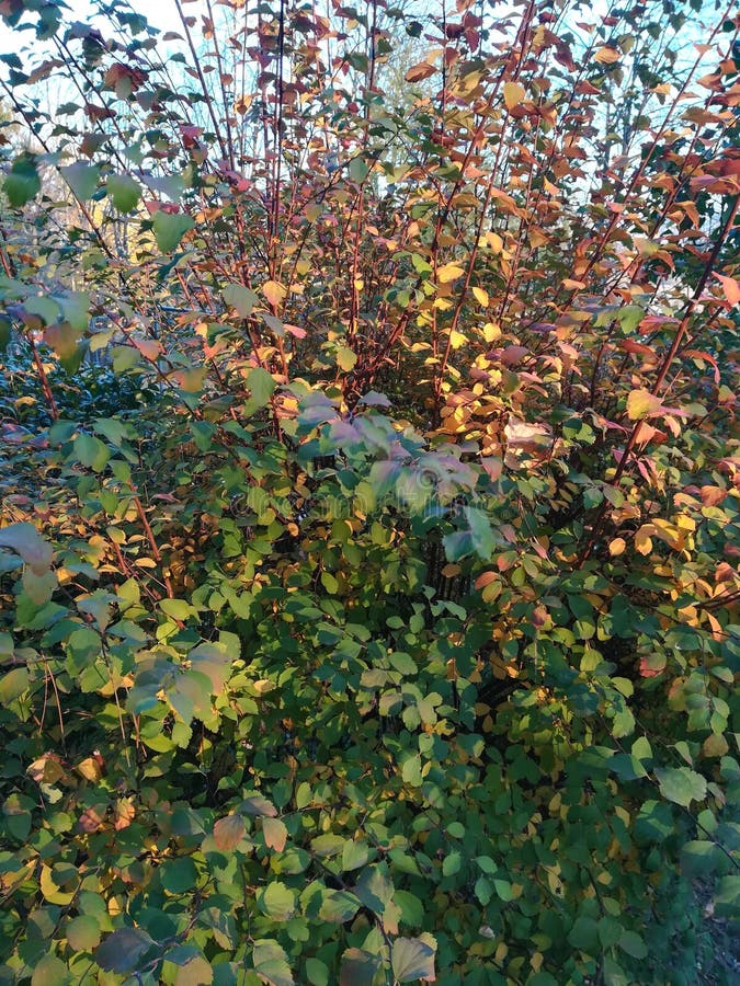 Nature colours stock photo. Image of green, summer, variety - 135353824