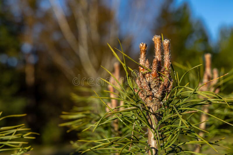 Nature Coming To Life in Spring, Green Needles of Pine Stock Image ...