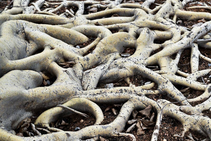 The Nature Complex of Roots Trees that Cover the Ground. Stock Photo ...