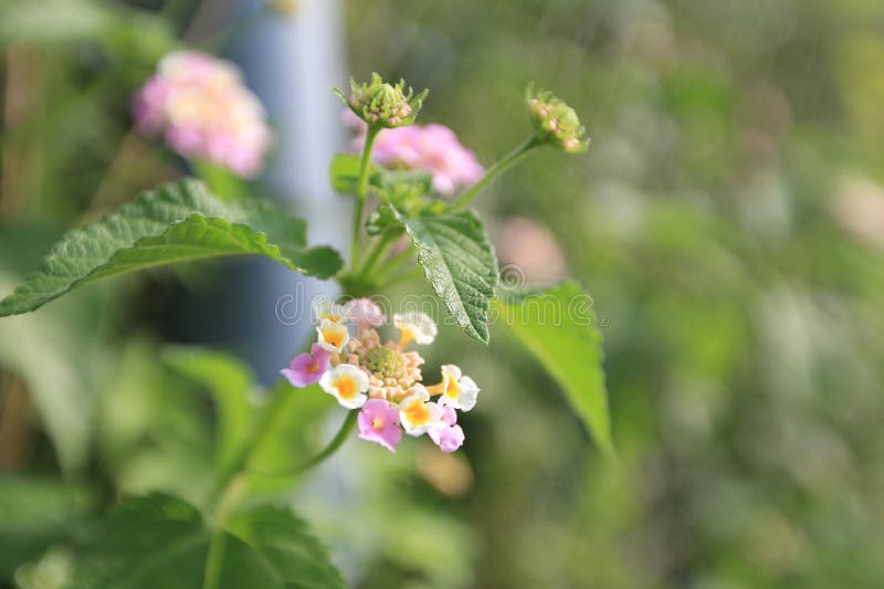 A Nature Concept, the Flower at the Garden Editorial Stock Image ...