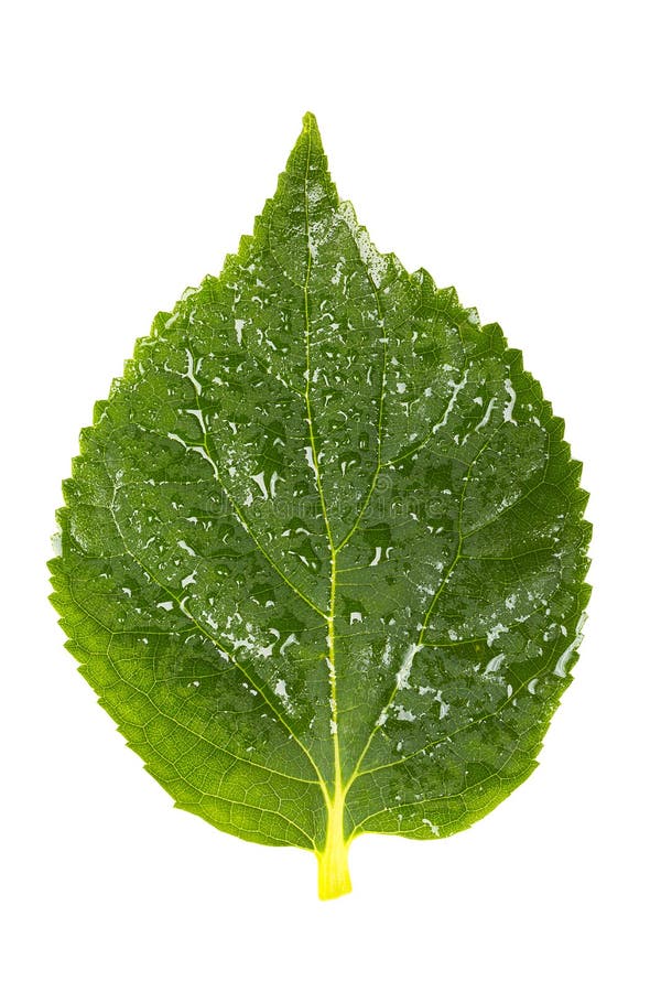 Nature Concept. Nice Green Leaf with Waterdrops on White Stock Image ...