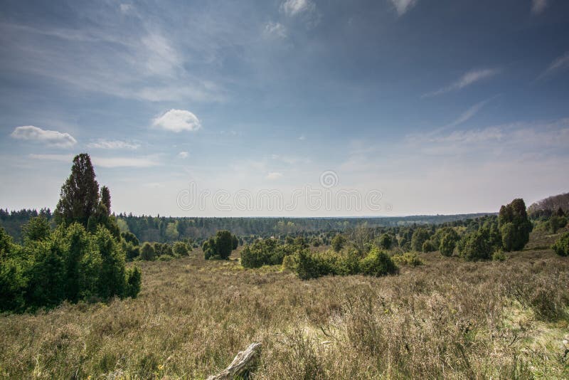 Nature Conservation Area with Many Trees Stock Photo - Image of ...