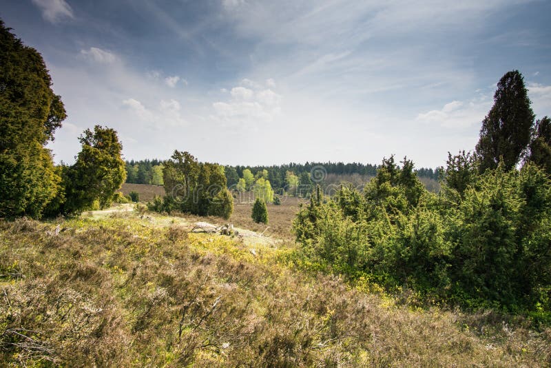 Nature Conservation Area with Many Trees Stock Photo - Image of germany ...