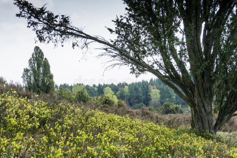 Nature Conservation Area with Many Trees Stock Photo - Image of area ...