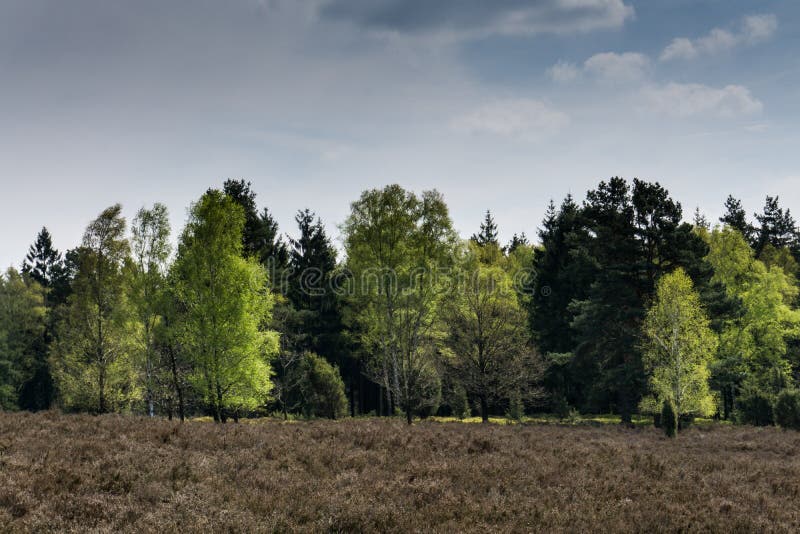 Nature Conservation Area with Many Trees Stock Image - Image of idyll ...
