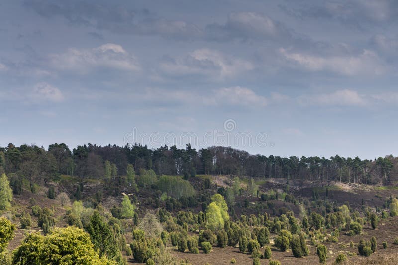 Nature Conservation Area with Many Trees Stock Image - Image of blossom ...