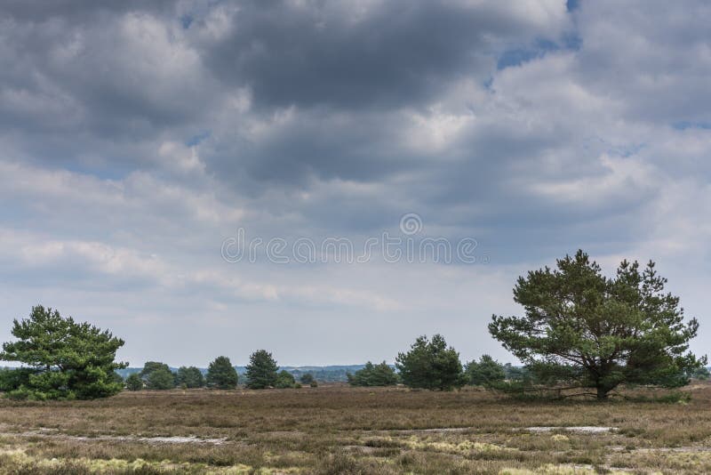 Nature Conservation Area with Many Trees Stock Photo - Image of saxony ...