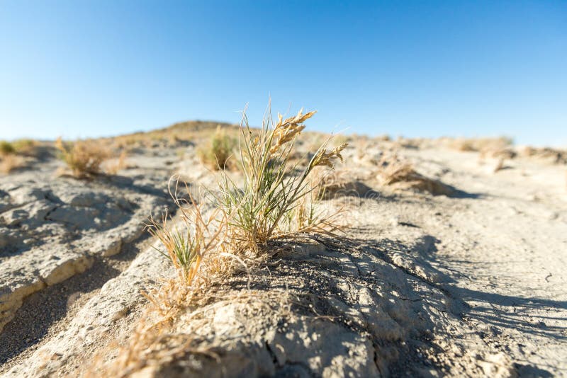 Nature Conservation Area on the Playa in the Black Rock Desert Stock ...