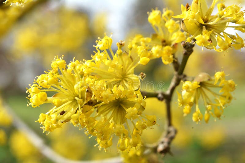 In Nature, Cornel is Real (Cornus Mas) Blooms Stock Image - Image of ...