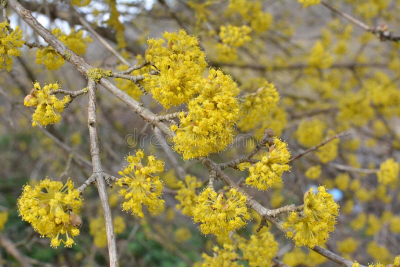 In Nature, Cornel is Real (Cornus Mas) Blooms Stock Image - Image of ...
