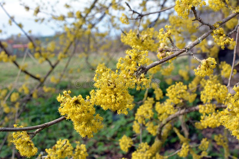 In Nature, Cornel is Real (Cornus Mas) Blooms Stock Photo - Image of ...