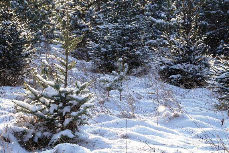 Nature stock image. Image of trees, branches, nature - 48530757