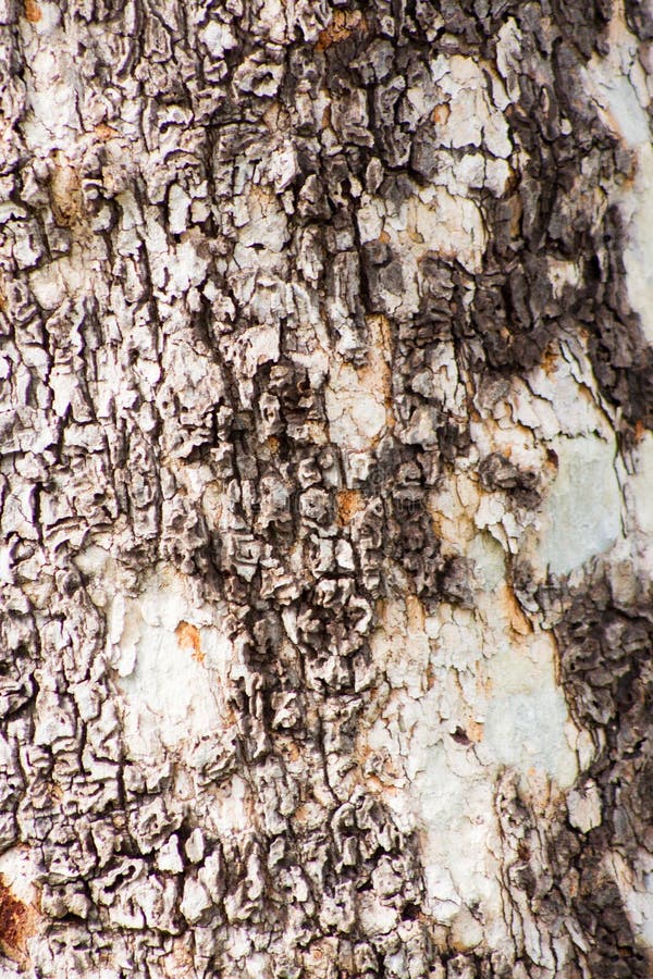 Cracked Weathered Tree Bark Closeup Stock Photo - Image of grunge ...