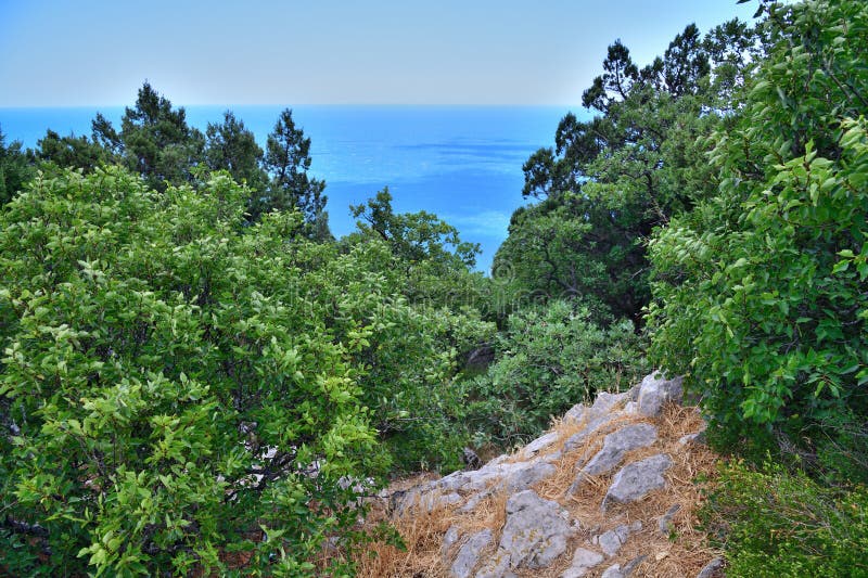 Nature Crimea - Stones and Pine Trees on Mount Koshka Stock Photo ...