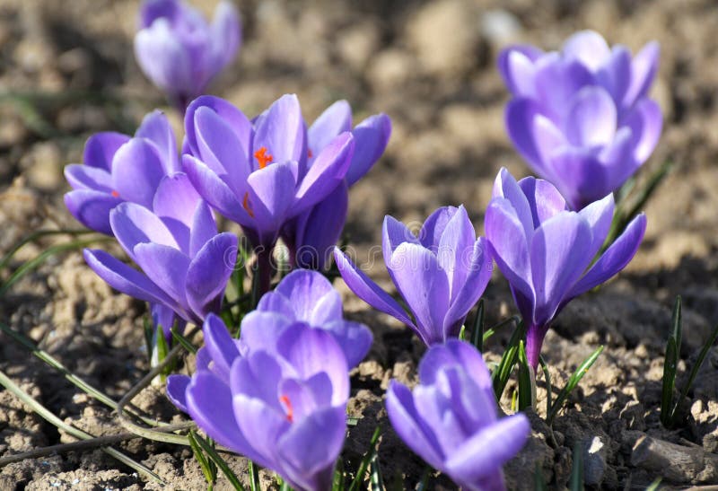 In Nature, Crocuses Bloom in Spring Stock Image - Image of petal ...