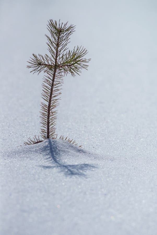 Nature cross stock photo. Image of winter, cold, outdoor - 95571816