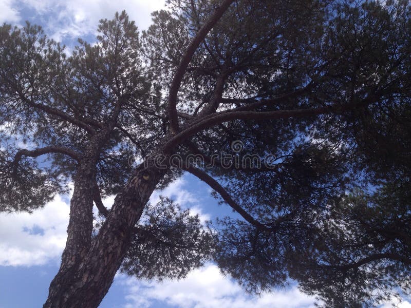 Nature stock photo. Image of summer, tree, curves, nature - 73606352