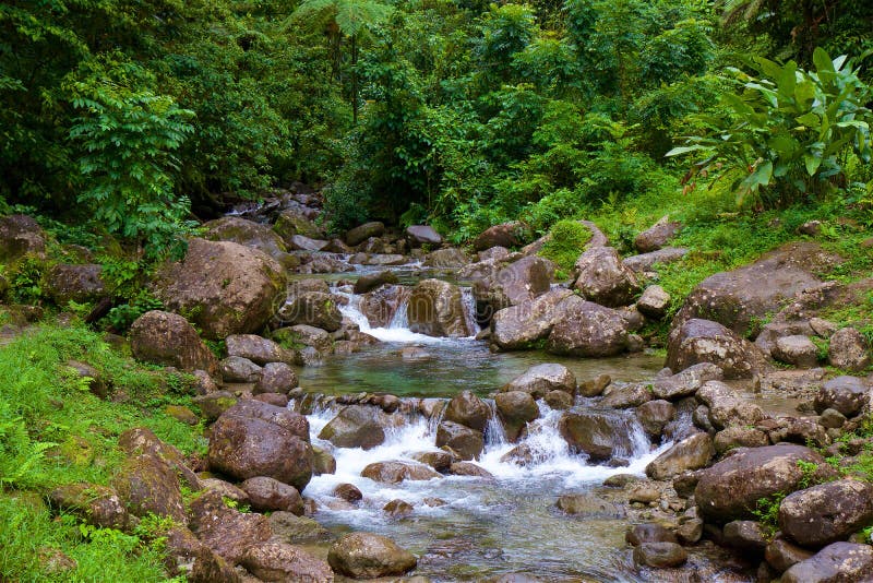 Nature De Forêt Tropicale, La Martinique Image stock - Image du ...