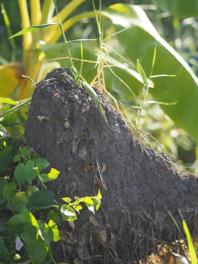 Nature De Fourmi Blanche De Termite De Sol De Fourmilière De Plan ...