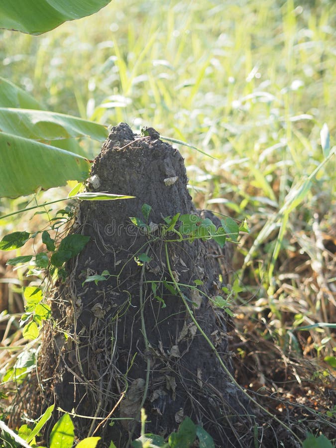 Nature De Fourmi Blanche De Termite De Sol De Fourmilière De Plan ...