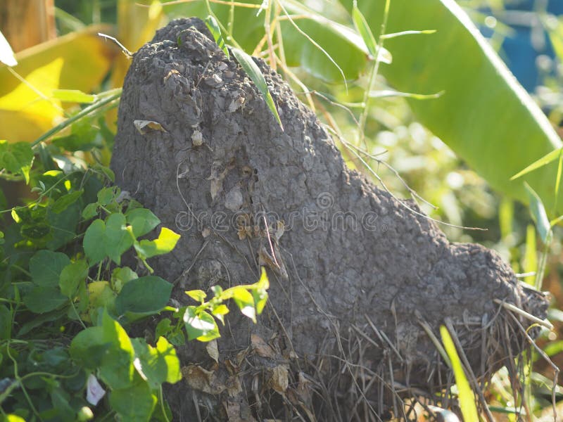 Nature De Fourmi Blanche De Termite De Sol De Fourmilière De Plan ...