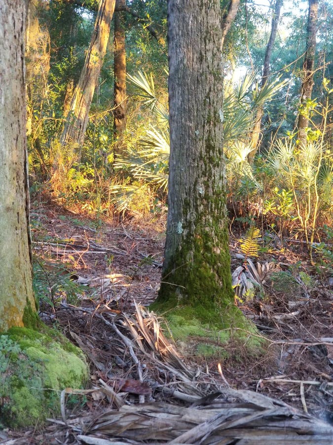 Nature stock image. Image of hidden, deer, trees, nature - 151224805