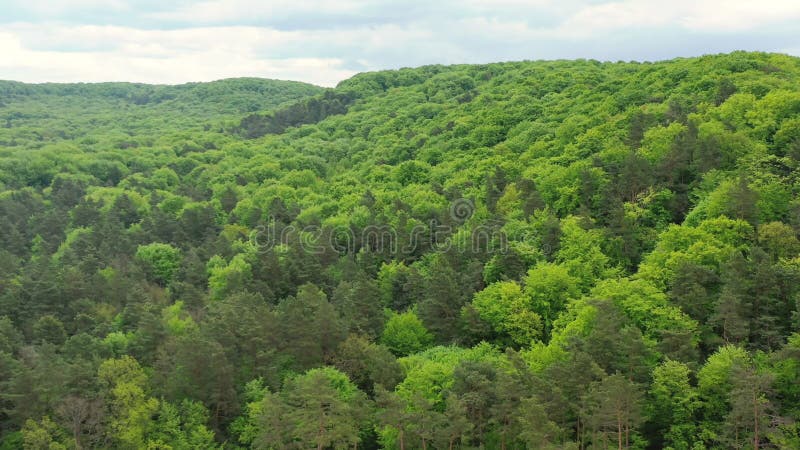 Nature. Densely Planted Forest with Coniferous and Deciduous Trees ...