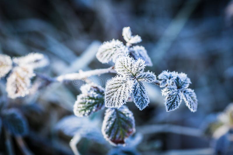Nature detail stock photo. Image of flora, close, flower - 51036054