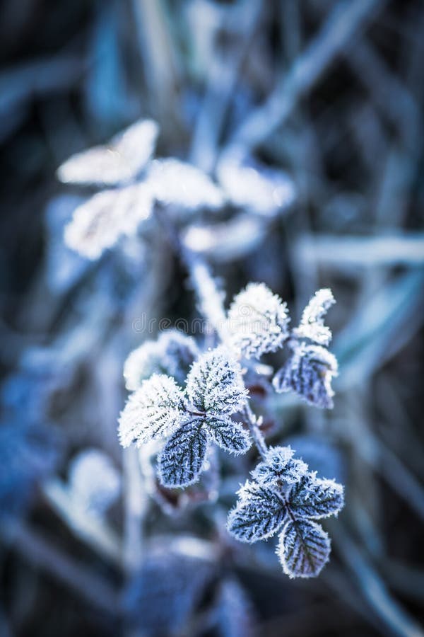 Nature detail stock photo. Image of freeze, macro, close - 51036128
