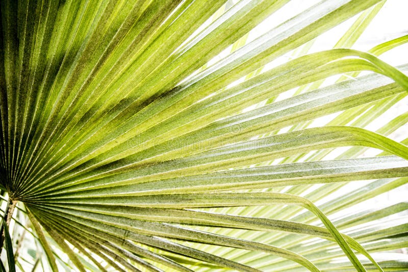 Bright palm leaf stock image. Image of flora, greenery - 118485621
