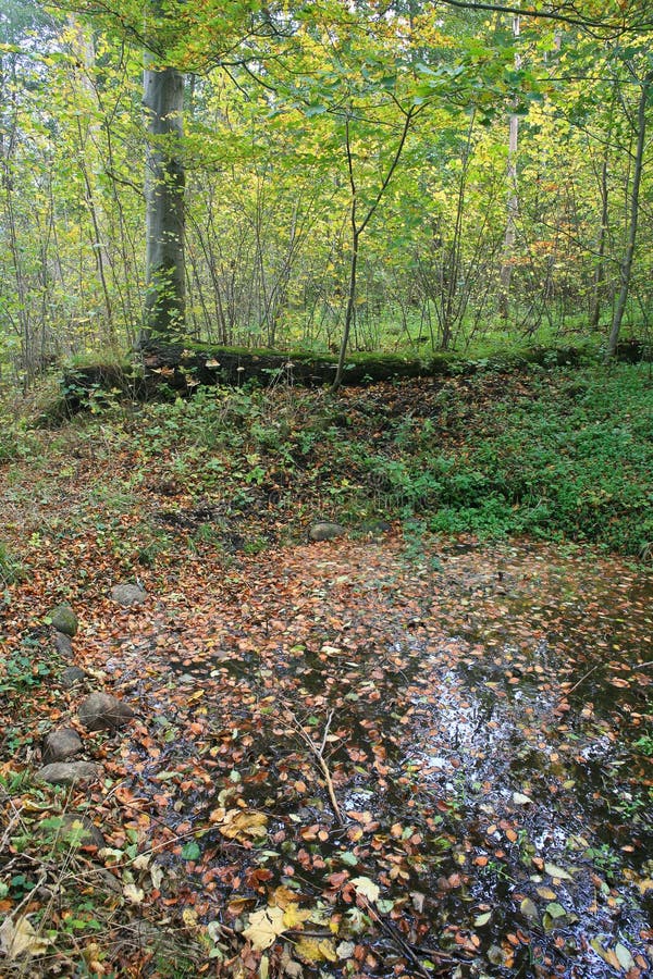 Nature details in autumn stock image. Image of autumnal - 126766833