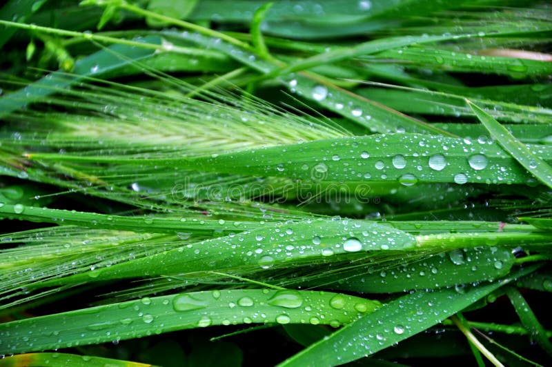 Nature details concept stock image. Image of abstract - 13904695