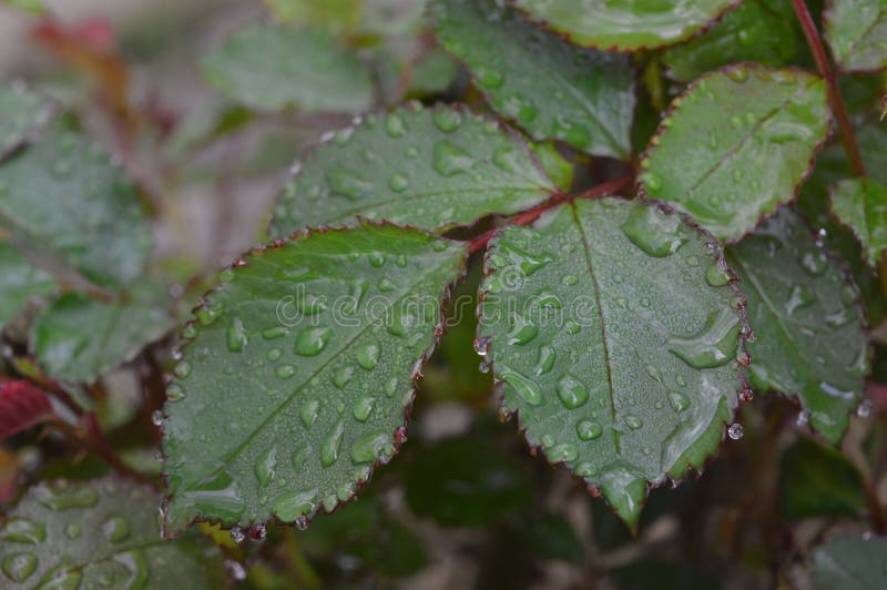 Nature details stock image. Image of detail, botanical - 53553889
