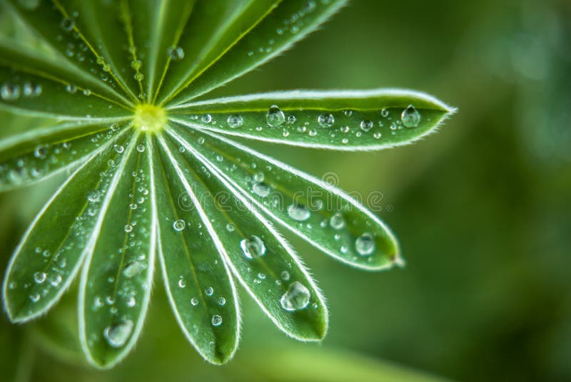 Nature Details Plant with Raindrops Stock Image - Image of leaves ...