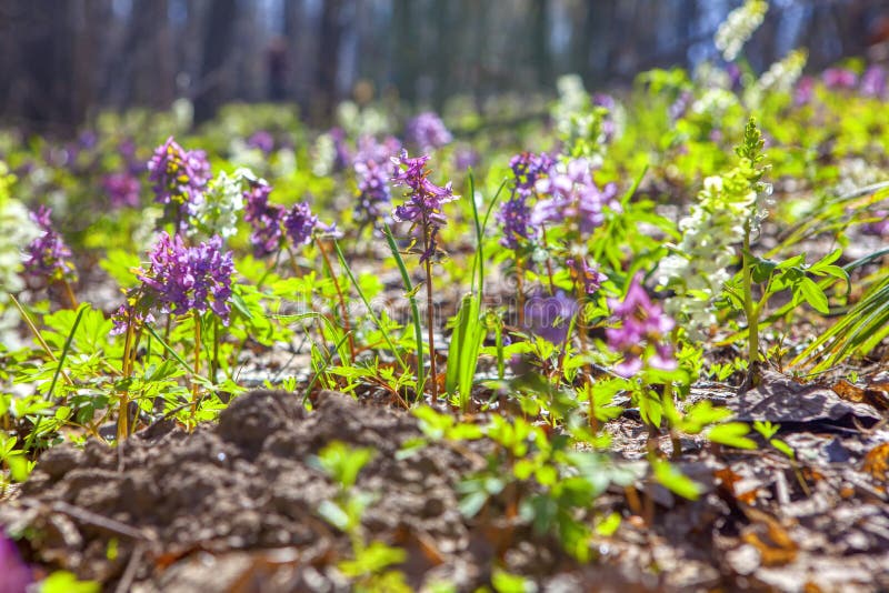 Early spring blooms stock image. Image of pink, details - 138740903