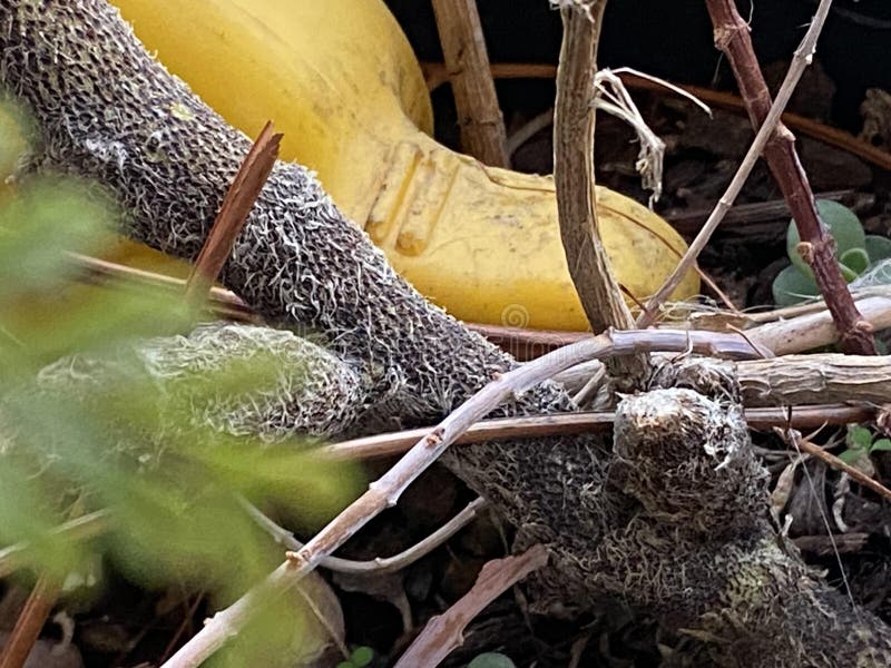 Nature Devastated by Human Action in Brazil Stock Photo - Image of ...