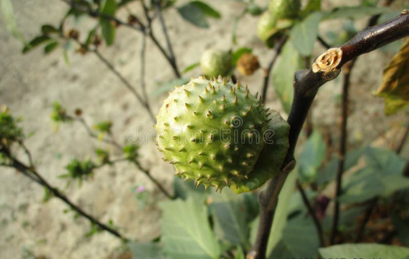 Dhotra Stock Photos - Free & Royalty-Free Stock Photos from Dreamstime