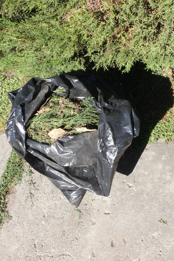 Nature Disposal stock photo. Image of south, branches - 366572632