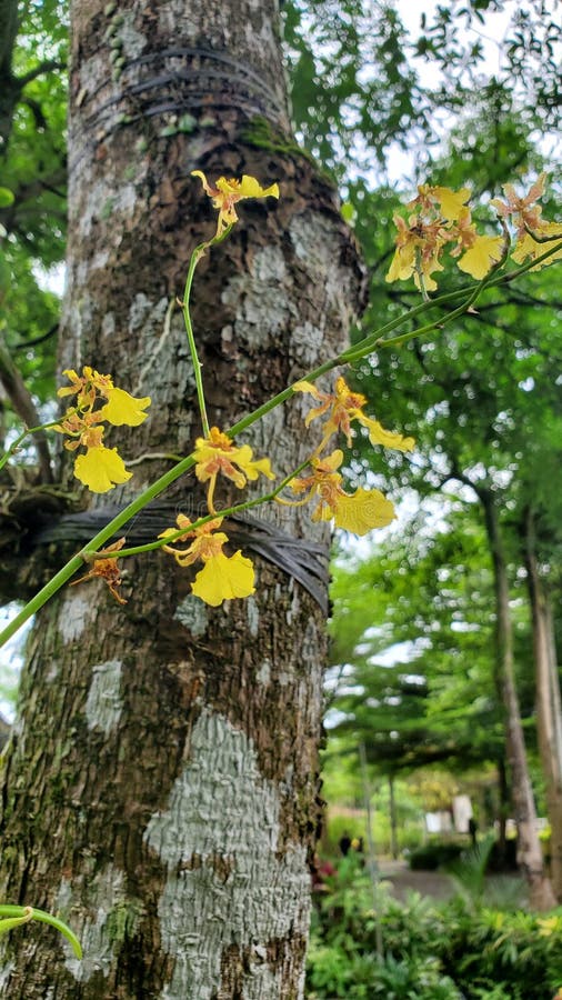 Nature Does Not Hurry, yet Everything is Accomplished Stock Image ...