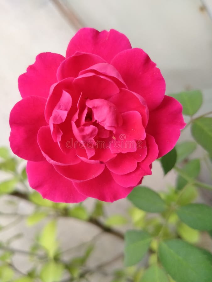 Nature Doing Its Magic, a Lovely Rose in My Garden Stock Image - Image ...