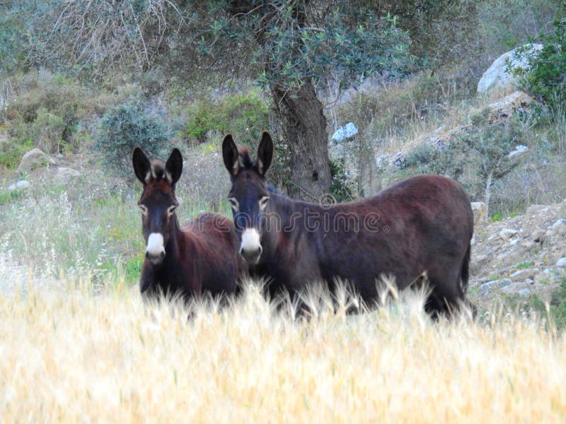 Beauty of nature. Donkeys stock photo. Image of karpaznorthern - 127157390