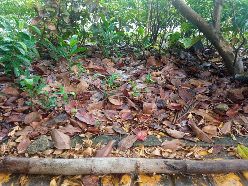 Nature dry leaf stock image. Image of leaf, tree, trunk - 275810261