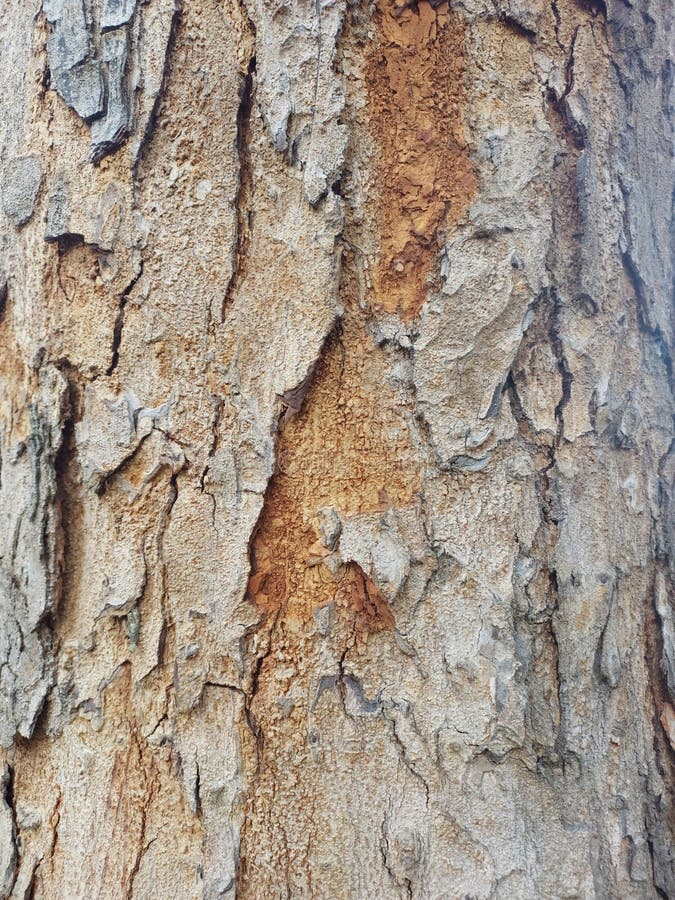 Nature Dry Tree Wood Texture Stock Photo - Image of wood, treee: 311250998