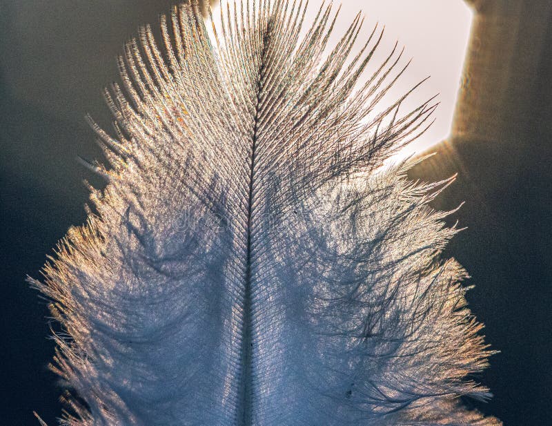 Nature in early spring stock image. Image of tree, spring - 234952223