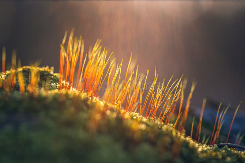 Nature in early spring stock image. Image of landscape - 234952237