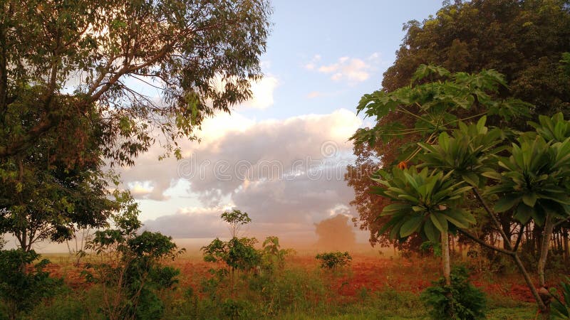 Nature stock image. Image of ecosystem, brazil, tree - 67535173