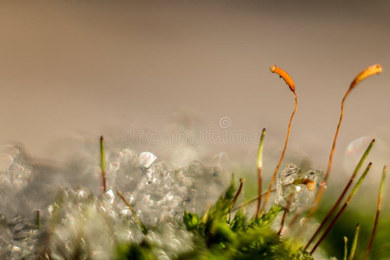 Frost on Moss stock image. Image of frost, nature, earth - 139765655