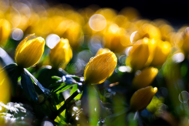 Yellow flower stock image. Image of nature, earth, yellow - 139765321