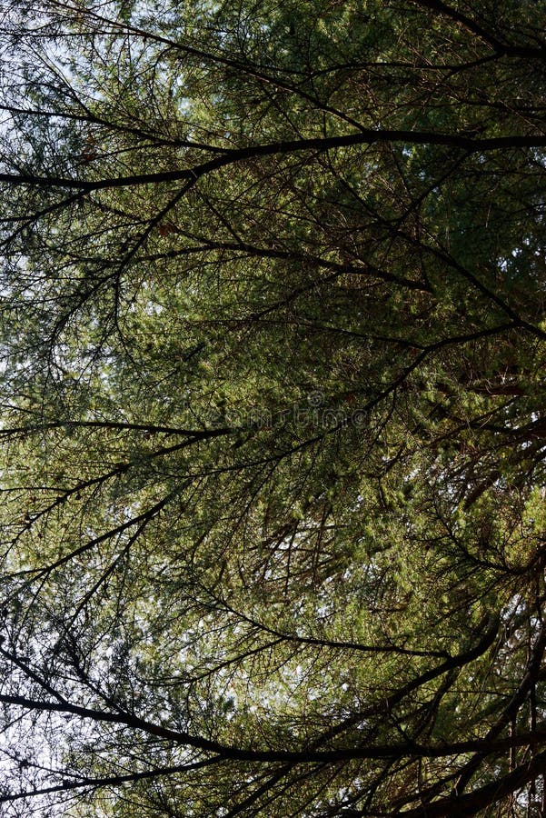 Nature, Ecology and Freedom Concept - Green Tree Crown Against the Sky ...